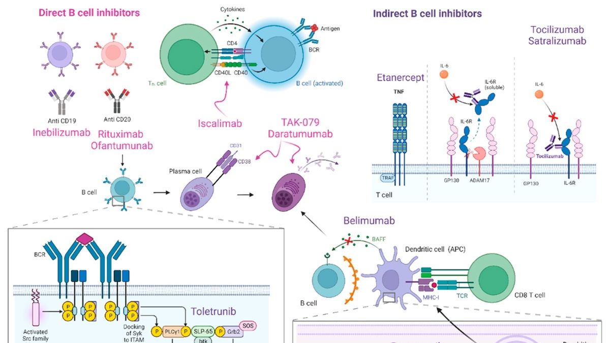 The Potential of Nipocalimab in the Treatment of Generalized Myasthenia ...