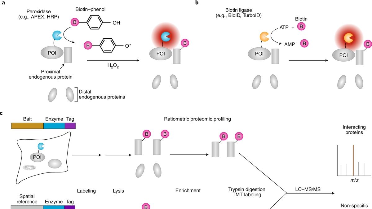 Deciphering the Role of Proteins in Stabilizing Dendritic Mitochondria: A Closer Look at ...
