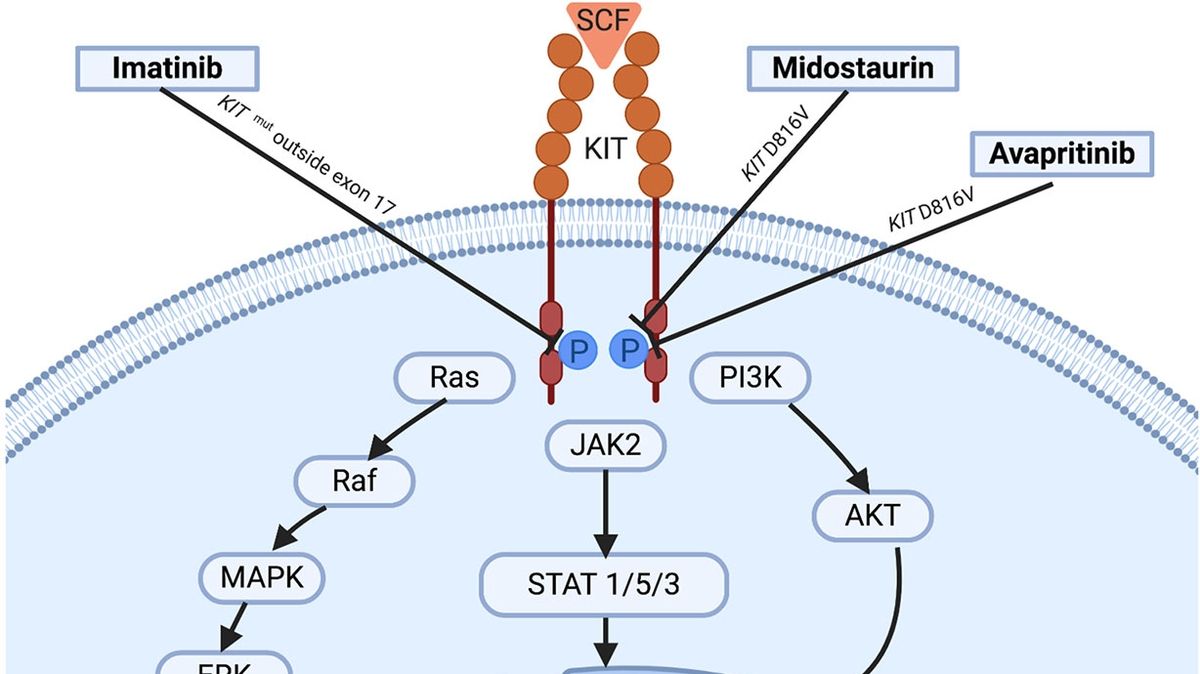 Understanding the Role of KIT D816V Mutation and Systemic Mastocytosis ...