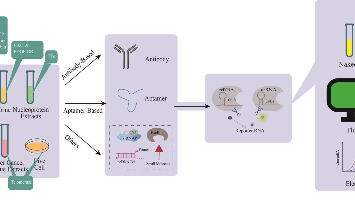 Advancements In Crispr Based Detection Methods Enhancing Accuracy And