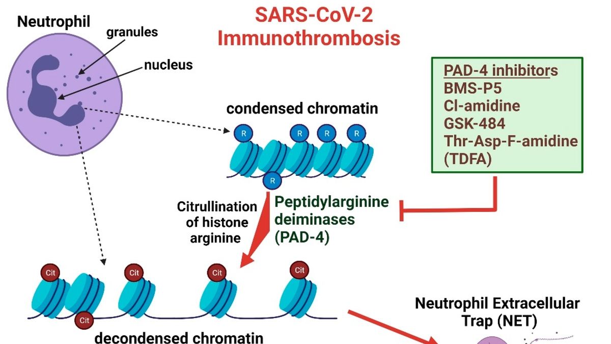 Unlocking the Potential of PAD4 Inhibitors in the Treatment of ...