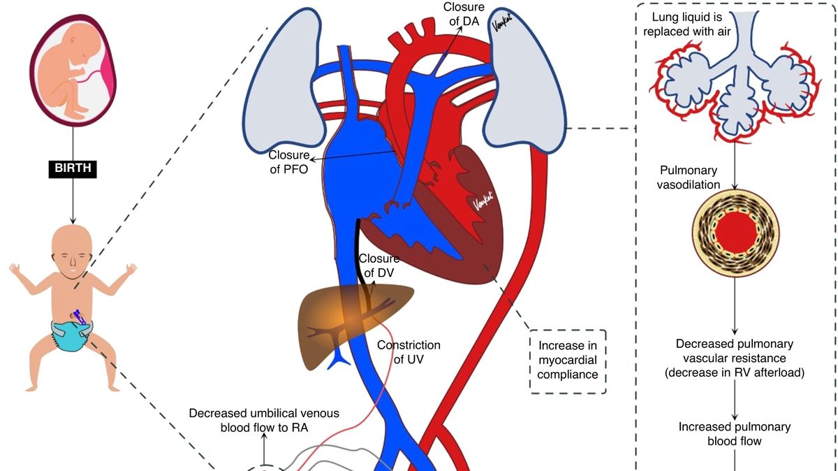 The Impact of Perinatal Hypoxia on Systemic Circulation and Vascular ...
