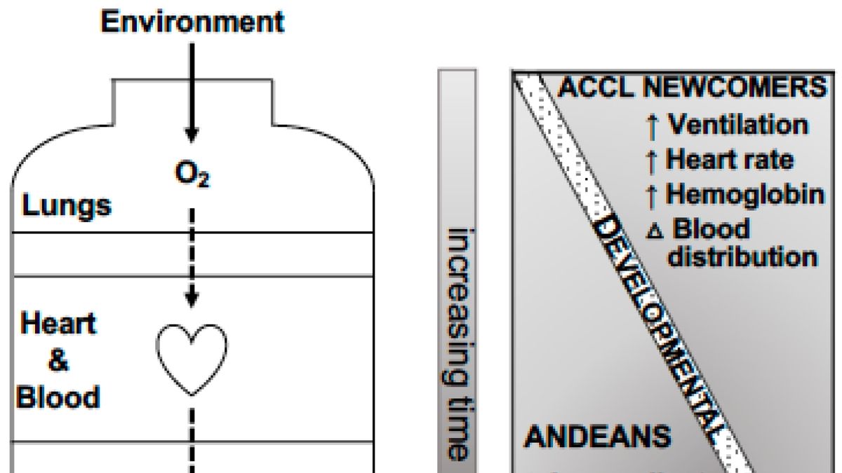 Understanding the Power of Genetics: EPAS1 Mutation and High-Altitude ...