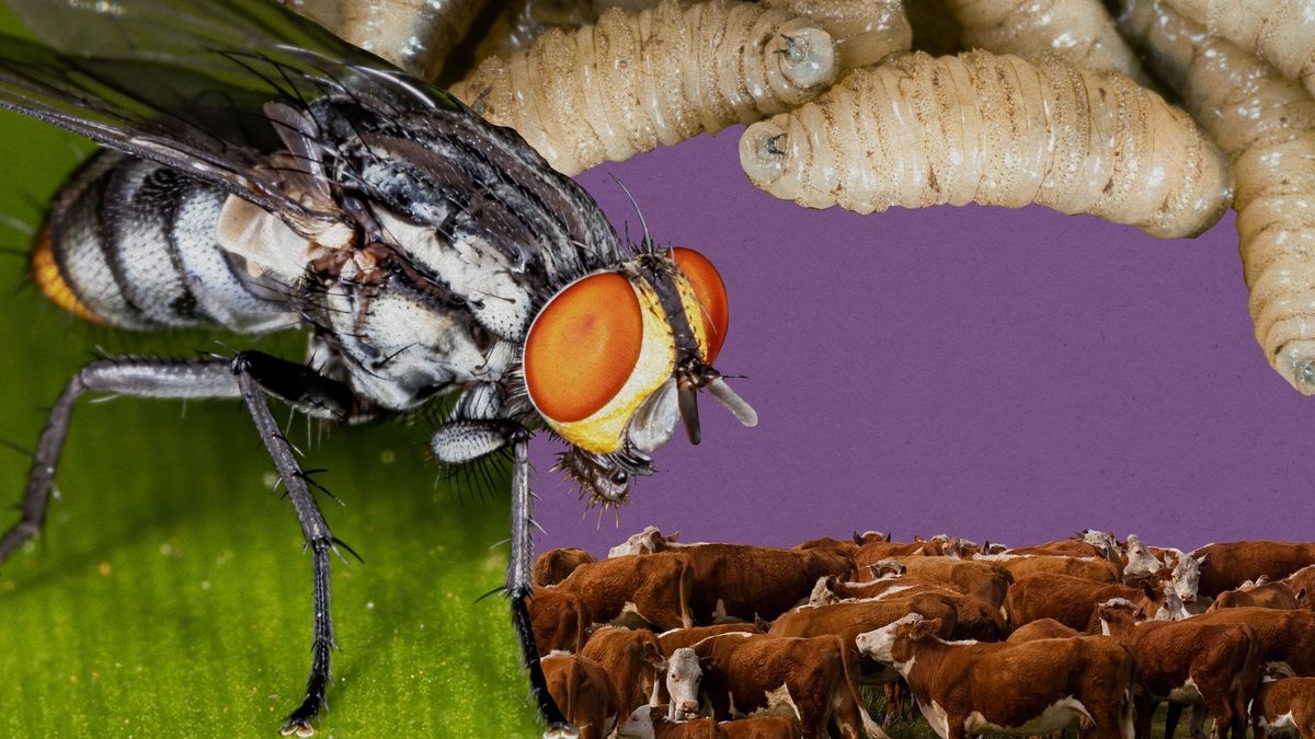 Revolutionizing Livestock Biosecurity: Using CRISPR Technology to ...