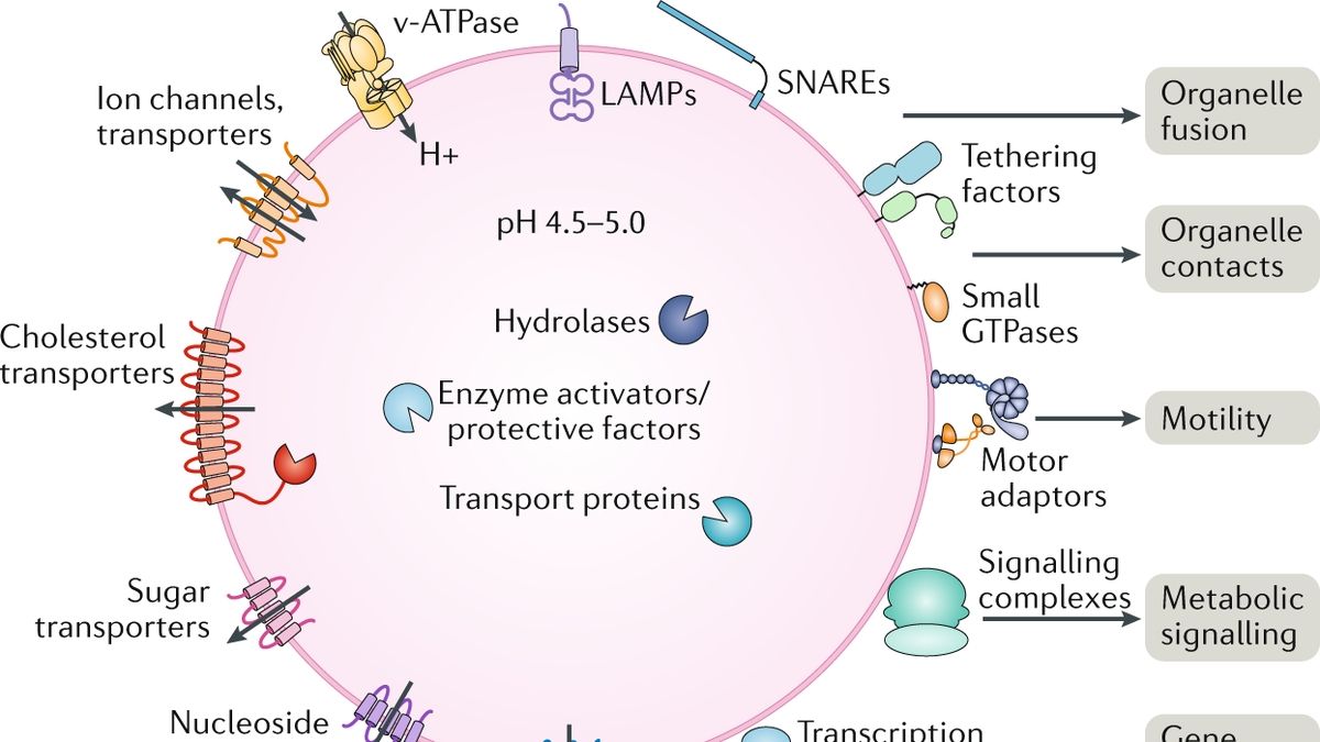 The Crucial Role of Lysosomes in Cellular Biology: A Comprehensive Overview