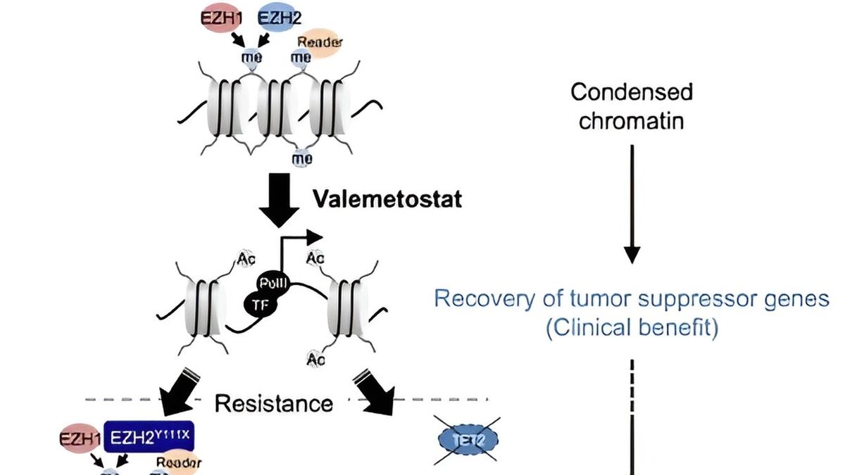 Unveiling the Mechanism of Valemetostat: A Promising Therapy for ...