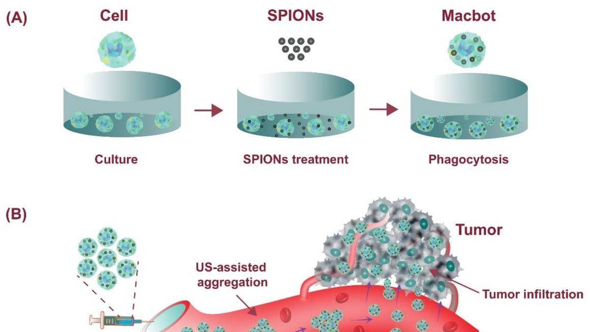 Revolutionizing Tumor Treatment: New Algorithm Optimizes Microrobot ... Revolutionizing Tumor Treatment: New Algorithm Optimizes Microrobot ...