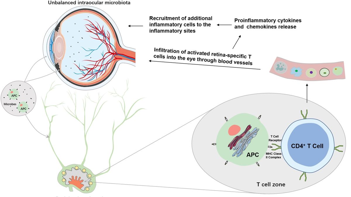 The Ocular Microbiome: A New Frontier in Eye Health