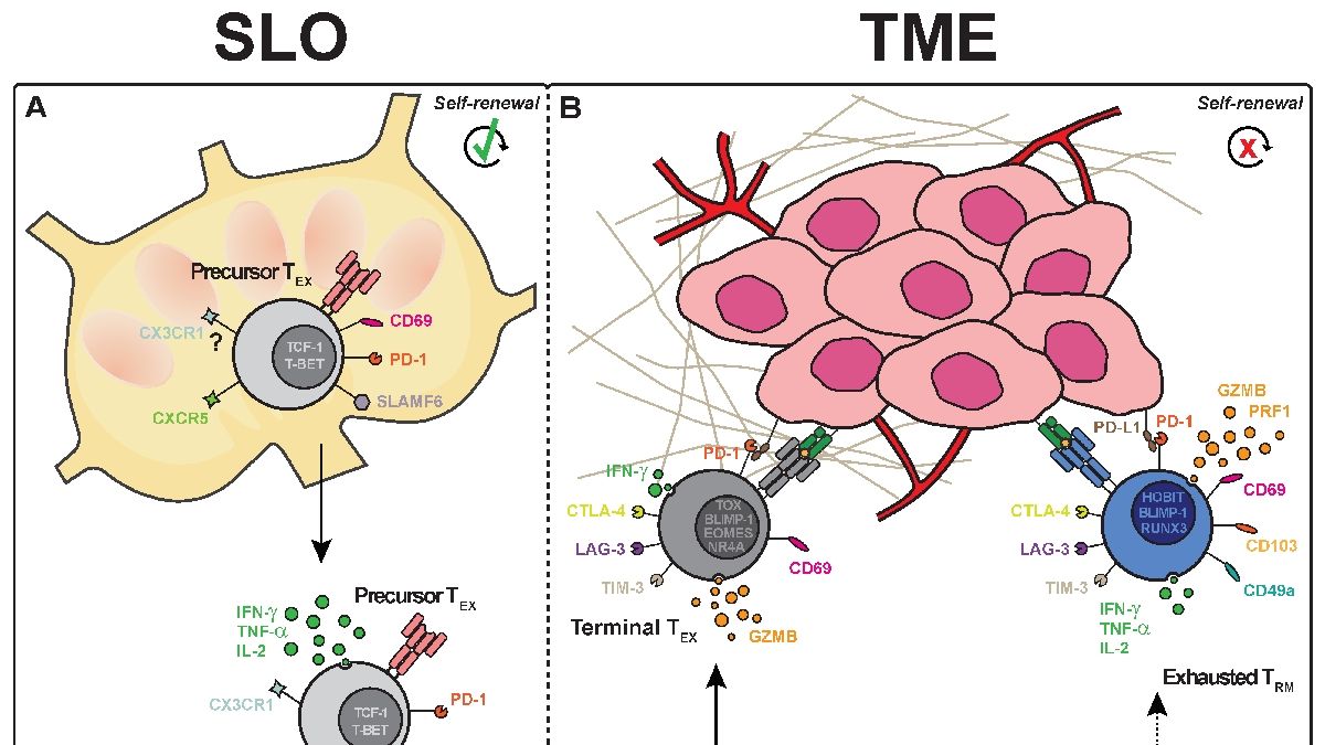 The Role Of Tissue Resident Memory T Cells In Pancreatic Cancer Prognosis And Treatment