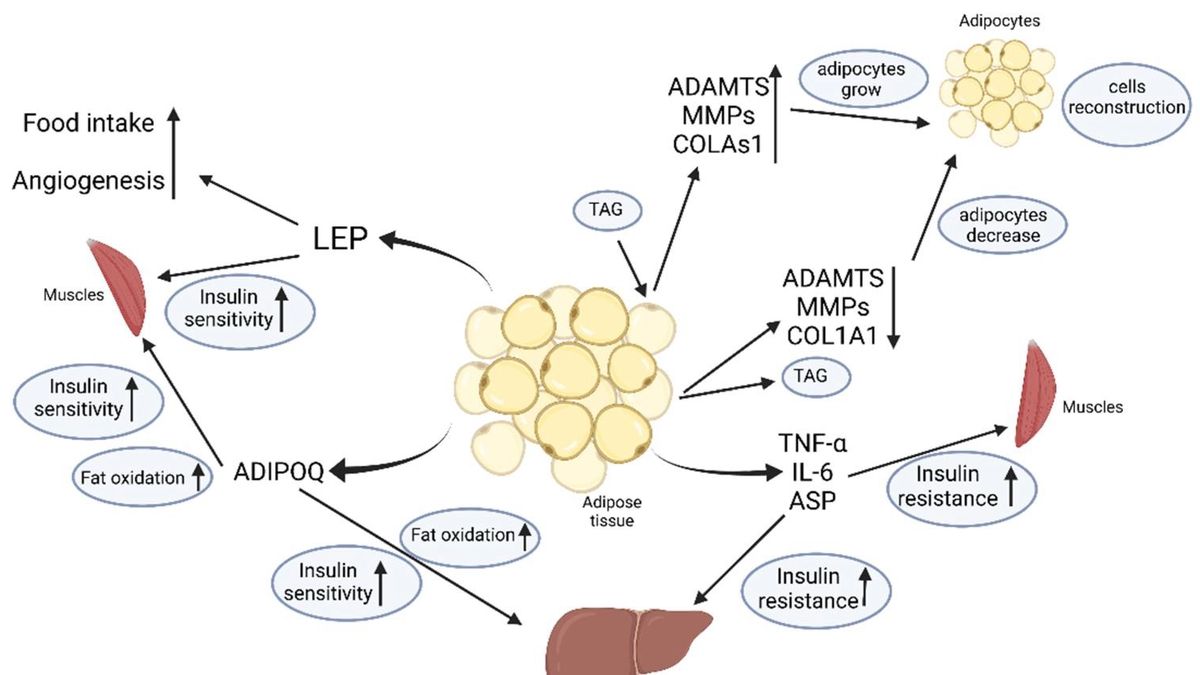 Understanding Visceral Adipose Tissue and its Influence on Health Understanding Visceral Adipose Tissue and its Influence on Health