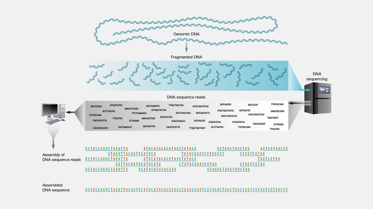 A Retrospective Look at Whole-Genome Shotgun Sequencing: Its Evolution ... A Retrospective Look at Whole-Genome Shotgun Sequencing: Its Evolution ...