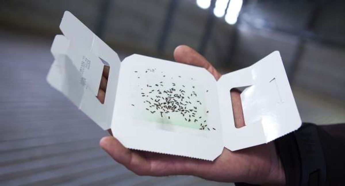 What is stored grain insect trap technology?