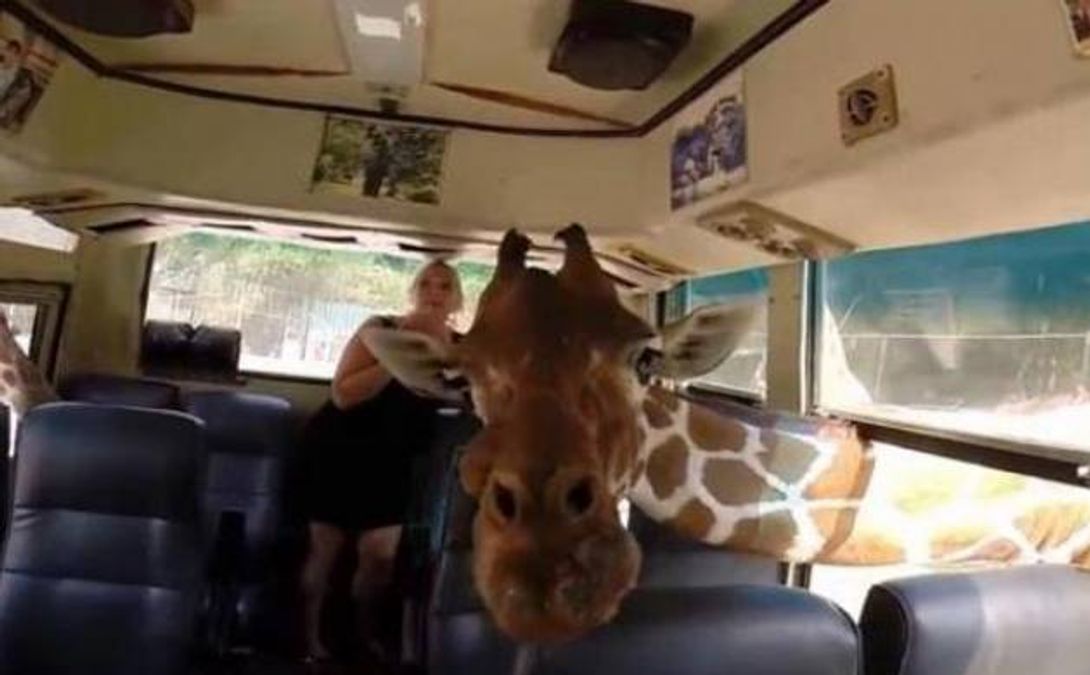 Thatâ€™s spooky! Giraffe sneaks into the tourists bus