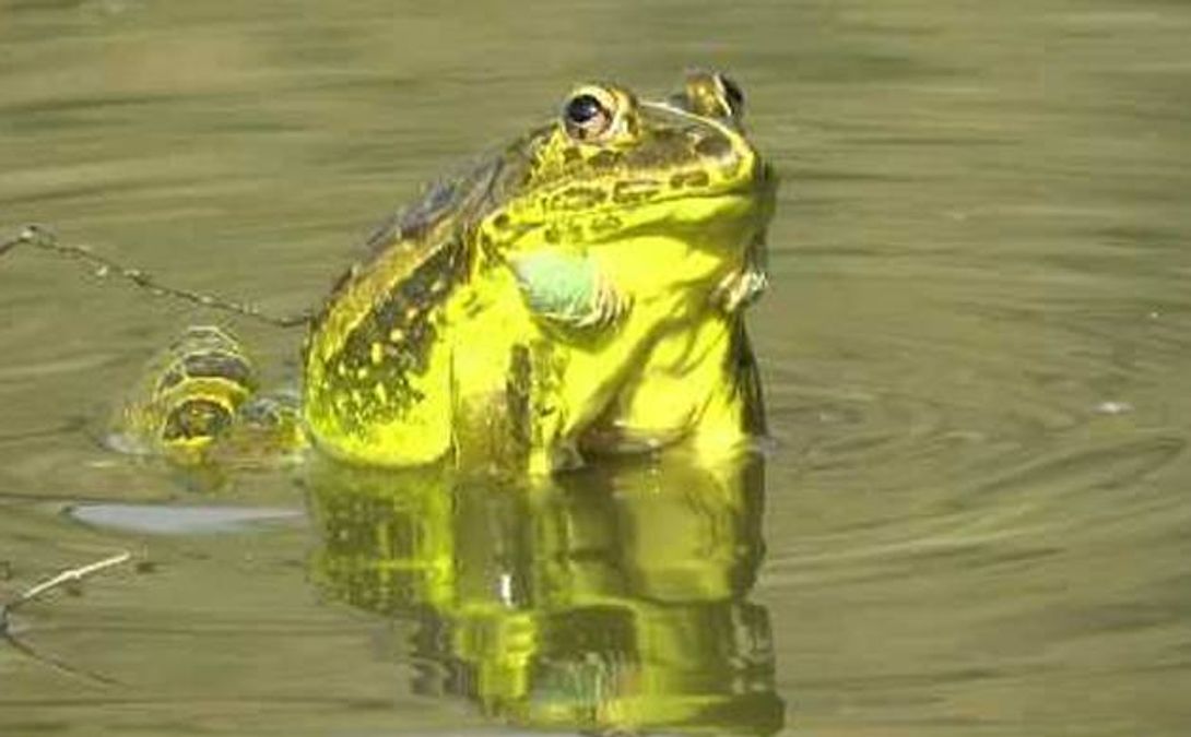 Earth Day 2017: Lizards, frogs being crushed to death on roads, save ...