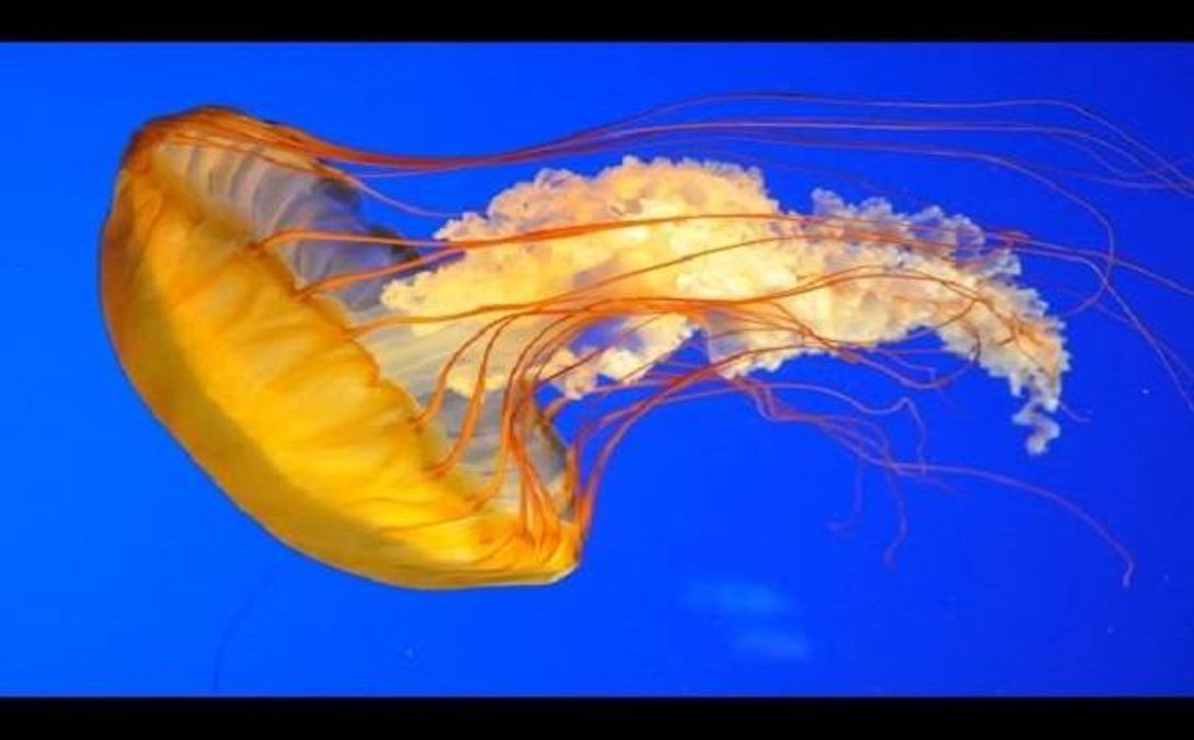 Here's how brainless creatures like jellyfish have shown sleep behaviour