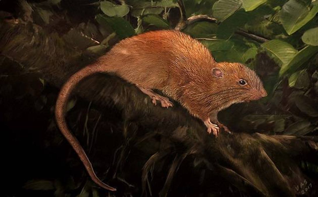 Human ancestors were rat like creatures that roamed with dinosaur ...
