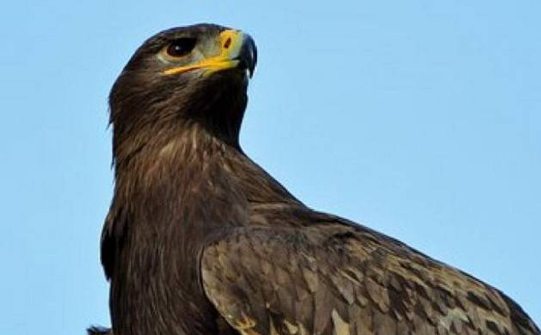 New 'Big Bird' species discovered in Galapagos Islands