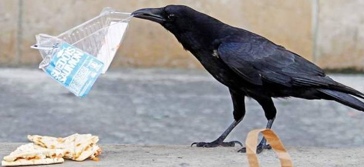 Crows are as smart as 7-year-old humans; 10 facts about the most ...