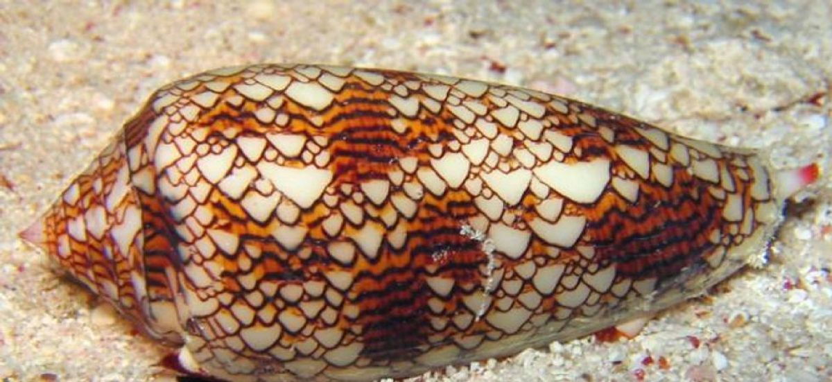 Climate change causing sea snail shells to dissolve: Study