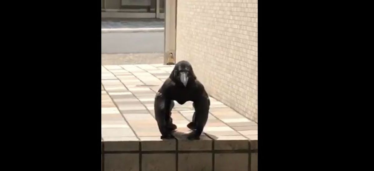Crow or gorilla - Bizarre video leaves netizens baffled; can you solve ...