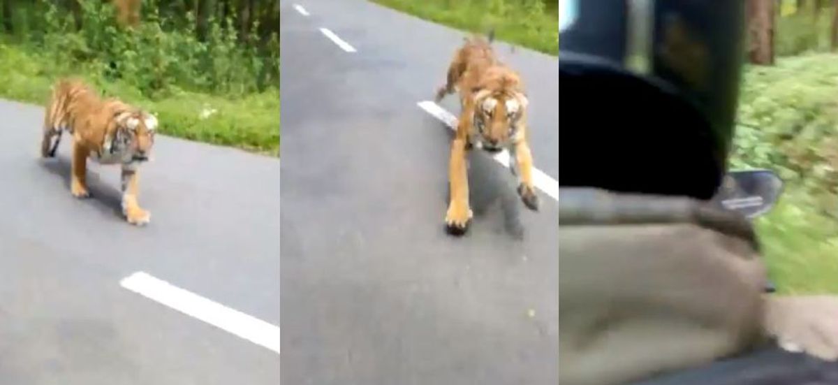 Heart-stopping moment of tiger chasing biker in Kerala sanctuary goes ...