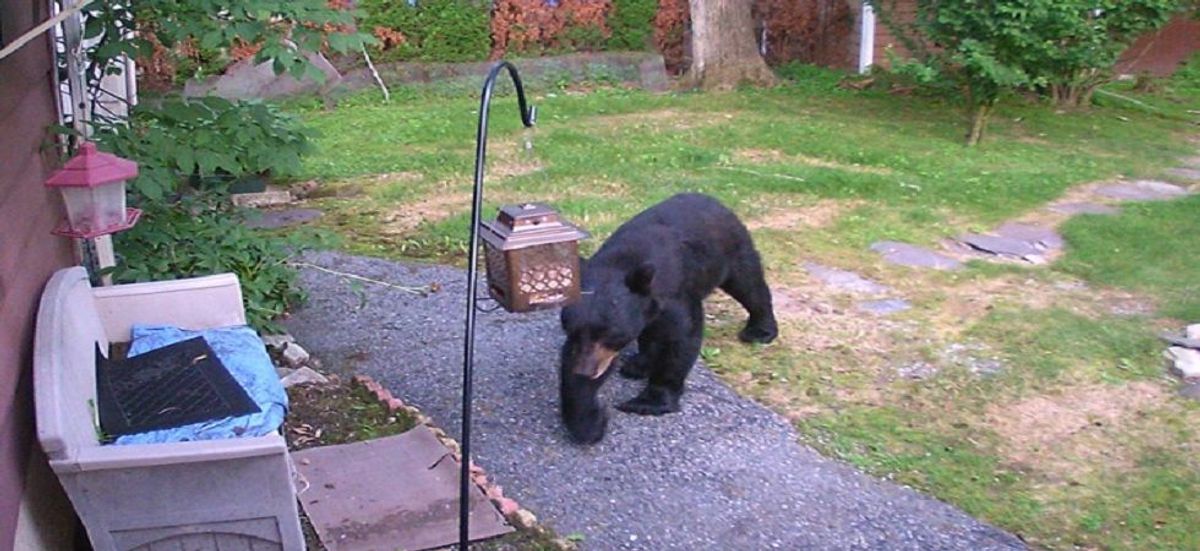Fearless dog chases bear away from backyard, video goes VIRAL!