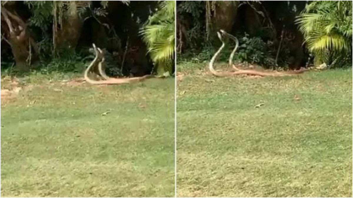 Two Snakes 'Dancing' At Golf Course Leave Internet Divided, Watch Video