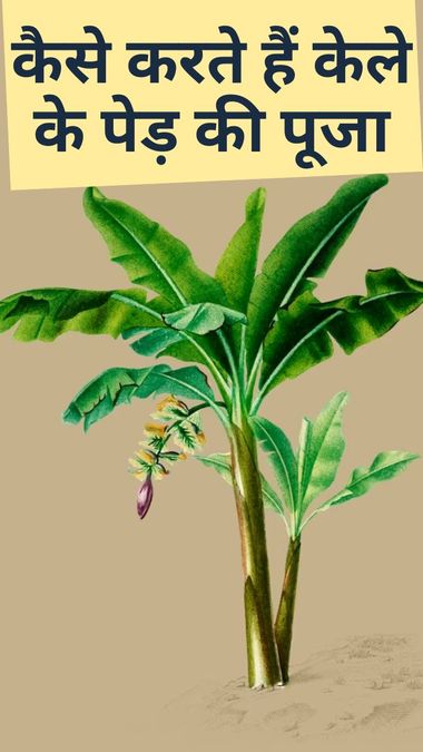 Kela Ped Puja: गुरुवार को कैसे करते हैं केले के पेड़ की पूजा - News Nation