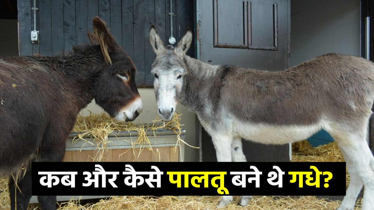 कब और कैसे इंसानों के पालतू बने थे गधे? Genetic Analysis से हुआ खुलासा