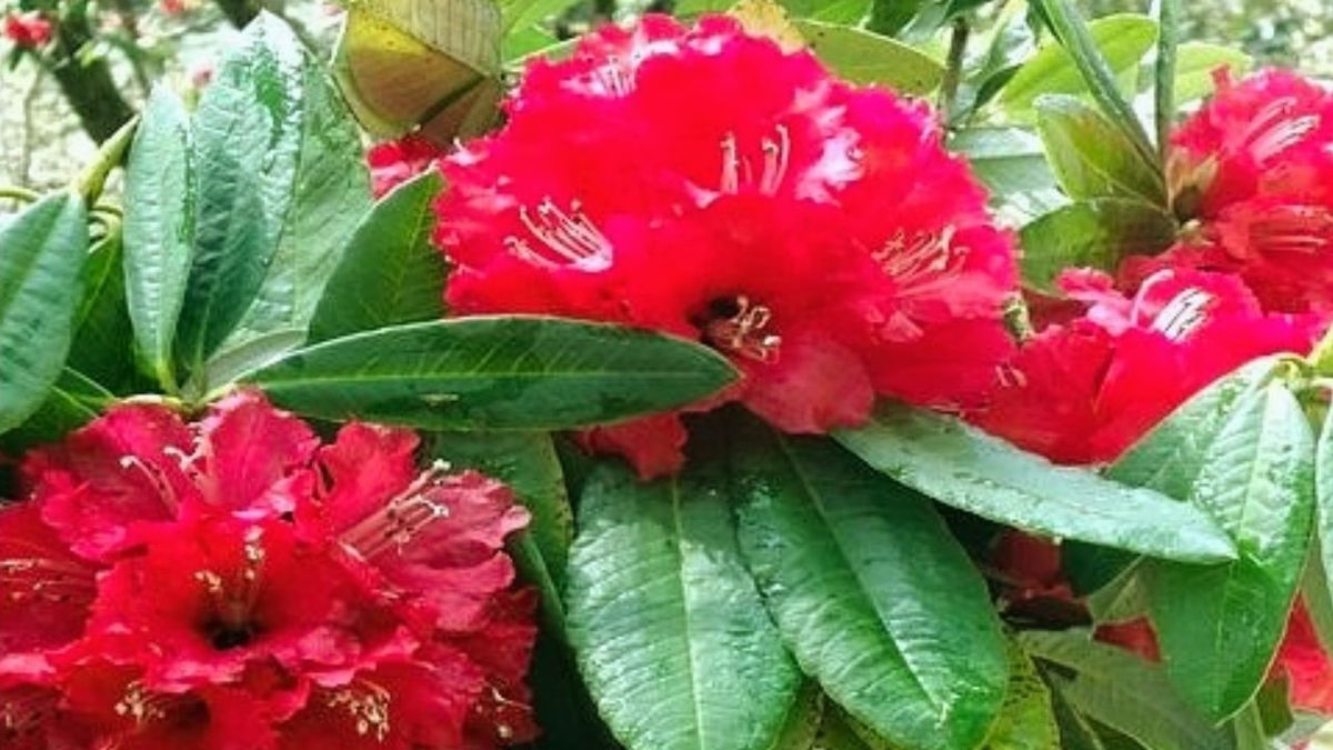 Buransh Flower Health Benefits: त्वचा, पाचन, कोलेस्ट्रॉल समेत कई ...