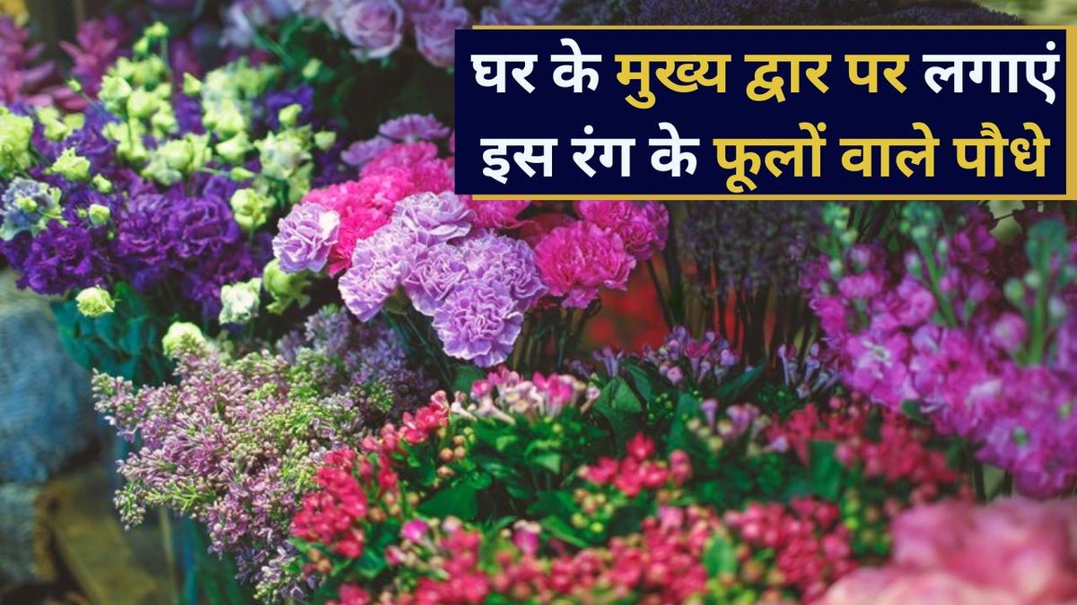 Lucky 5 Color Flower Plants: घर के मुख्य द्वार पर होने चाहिए 5 रंगों के ...