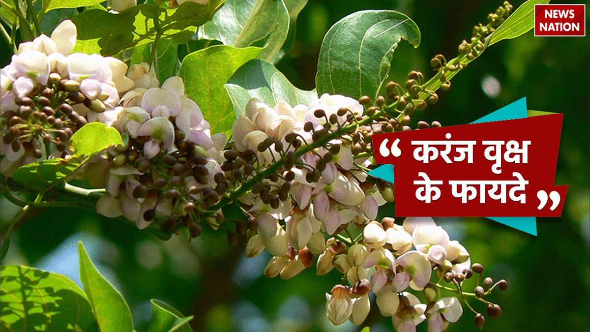 Karanj Tree Benefits: करंज वृक्ष के चमत्कारी गुण, जानें इसके सारे फायदे