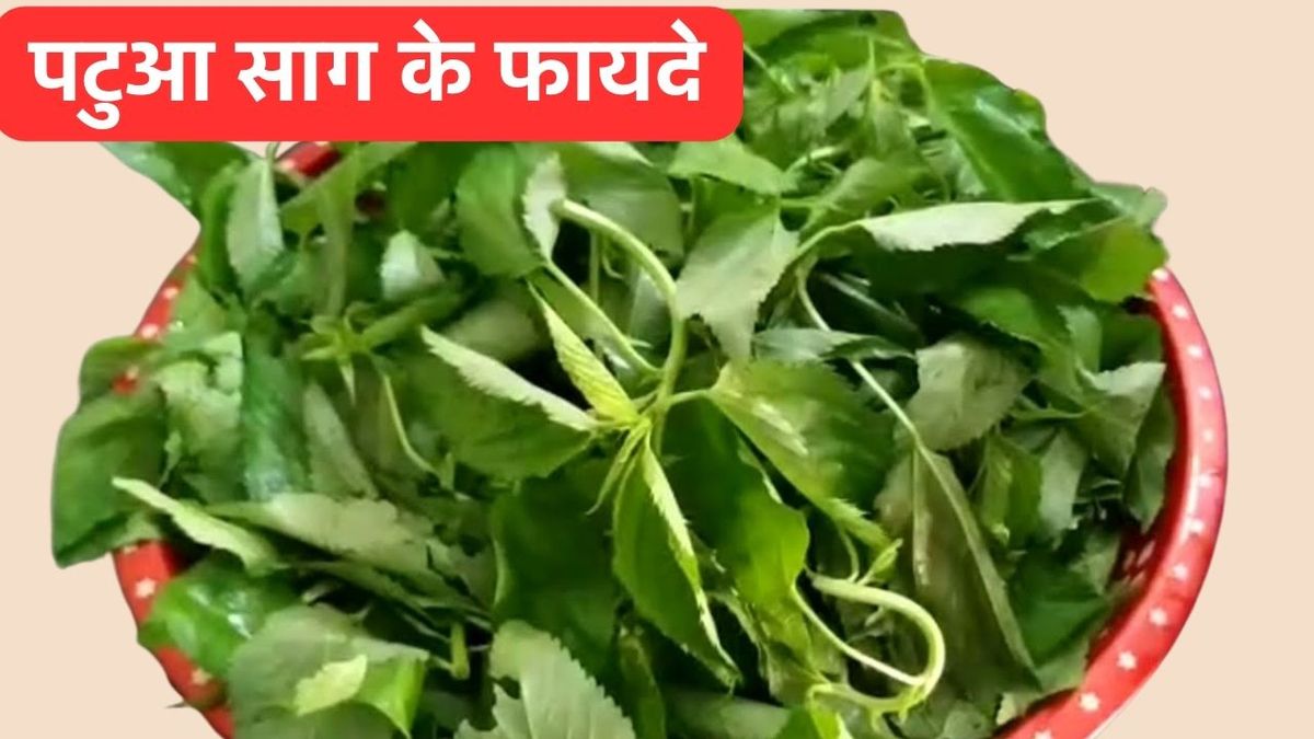 Patua saag benefits: यूरिक एसिड को नियंत्रित करने में फायदेमंद है पटुआ ...