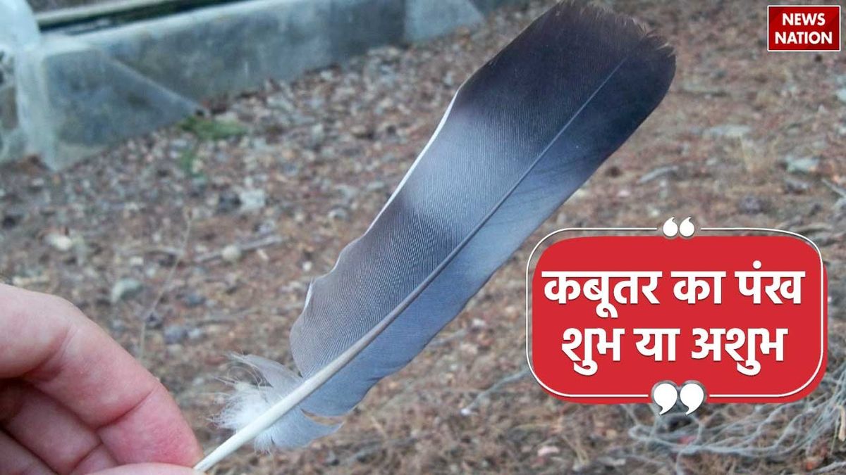 Pigeon Feather: वास्तु शास्त्र के अनुसार घर में कबूतर का पंख गिरना शुभ ...