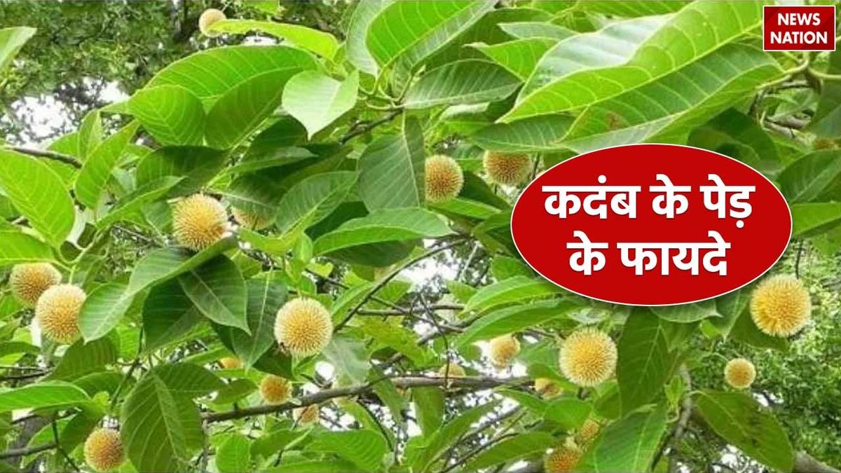 Benefits of Kadamba Tree: औषधियों का भंडार है श्रीकृष्ण का यह प्रिय पेड़, फायदे जानकर हैरान रह ...