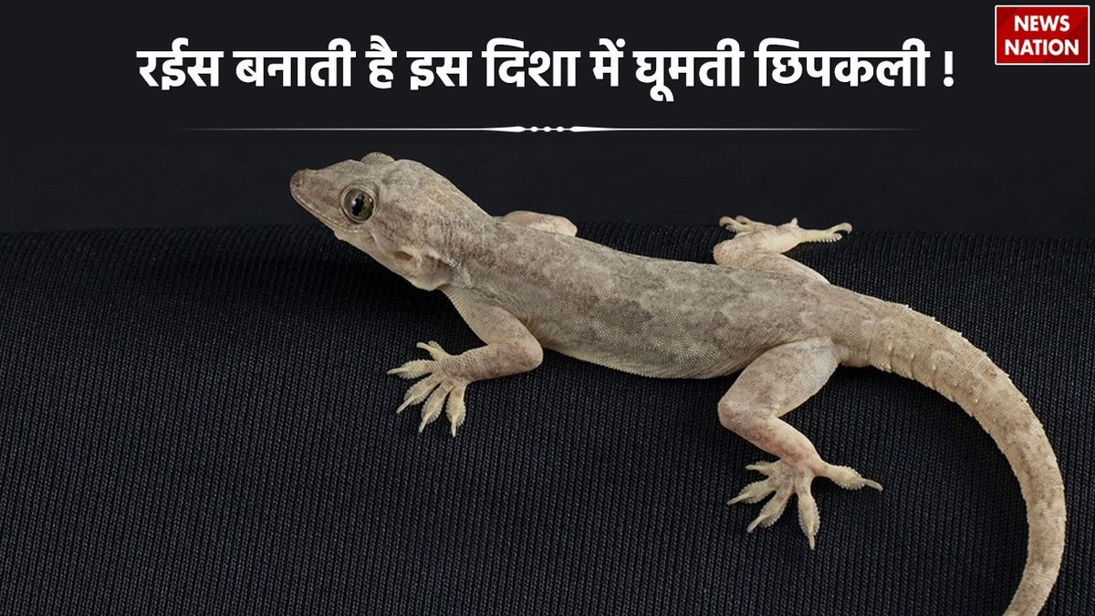 Lizard Vastu Tips: घर में इस जगह दिख जाए छिपकली तो आप बन सकते हैं रईस