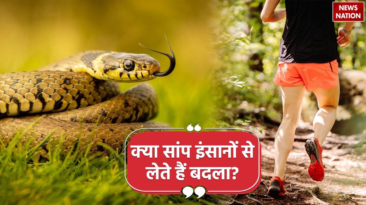Snakes Take Revenge : सच से उठ गया पर्दा... इंसानों से बदला लेते हैं सांप, वैज्ञानिकों ने किया ...
