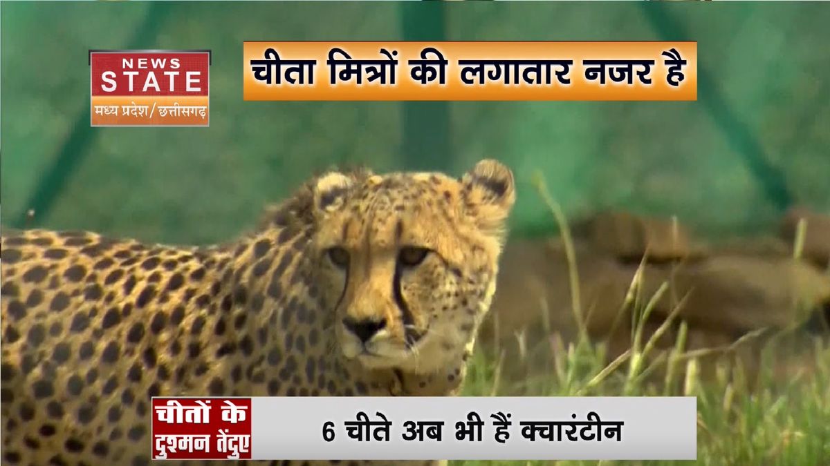 Cheetah In Kuno: खूंखार तेंदुआ बना चीतों का दुश्मन