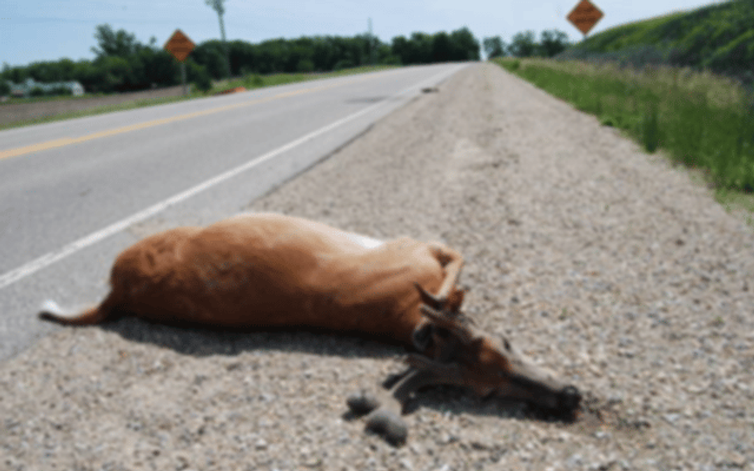 Assam: Leopard, 3 Hog Deer Run Over By Speeding Vehicle In Kaziranga