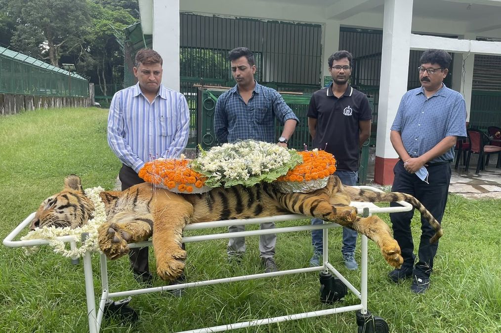 One Of India's Oldest Royal Bengal Tiger, Raja, Dies at 25