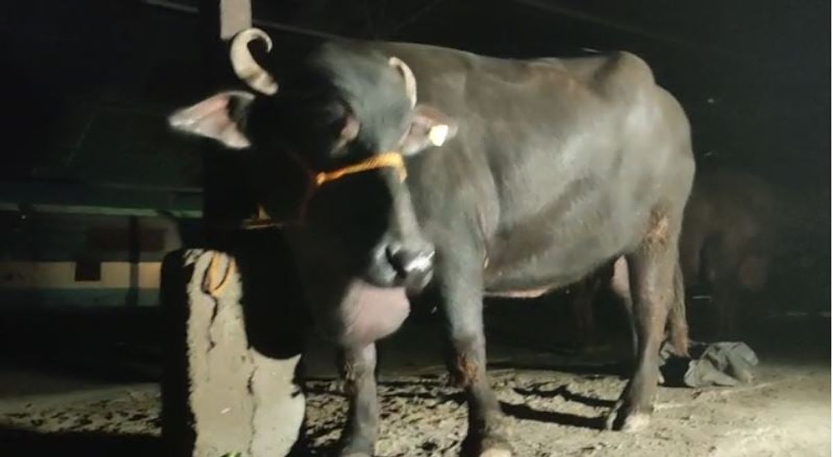 Guwahati: 32 Buffaloes Seized from BG Yard in Bamunimaidam