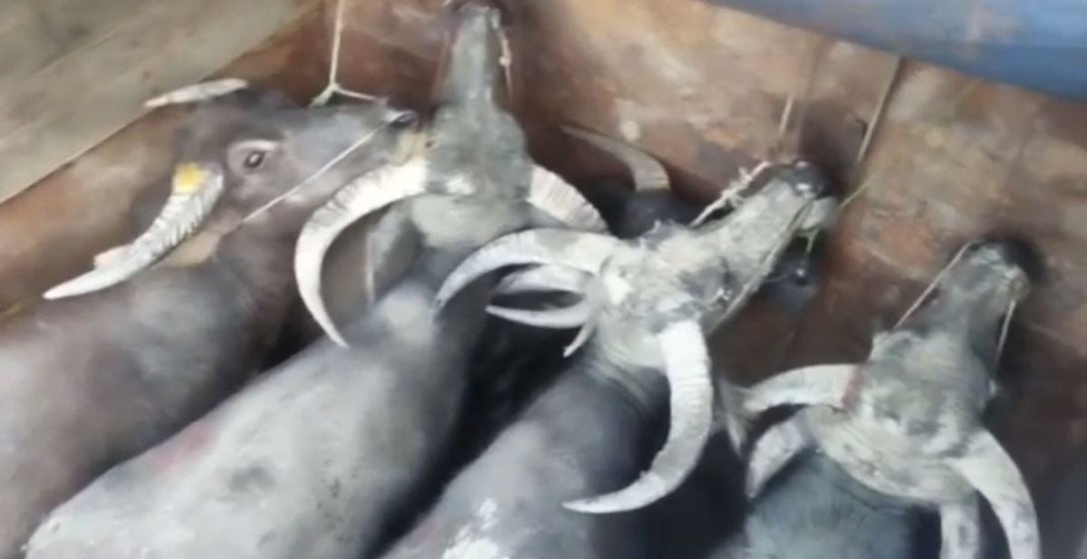 BSF Troops Rescue 31 Buffaloes from India-Bangladesh Border