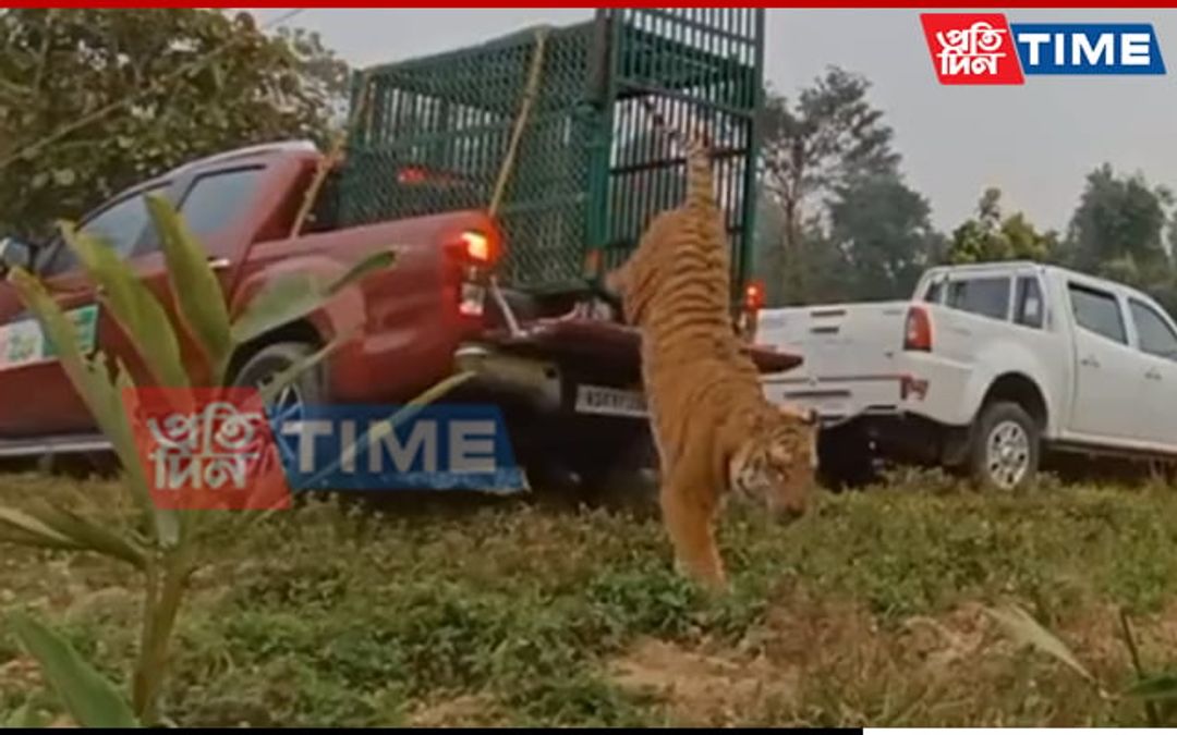 Adult Tiger Rescued from Umananda Released at Nameri National Park