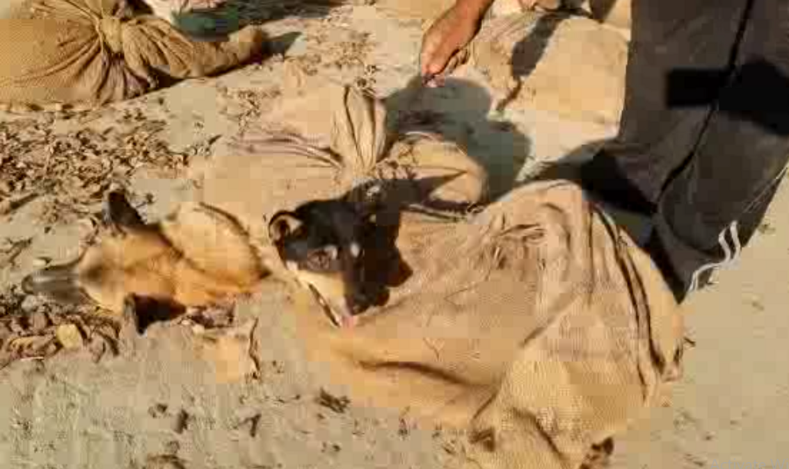 Assam: 27 Dogs Rescued in Golaghat, 3 Held