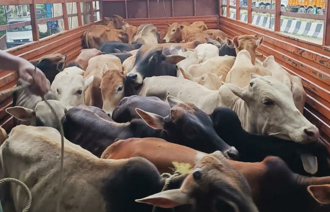Assam Police Rescues 52 Cattle Heads in Separate Incidents