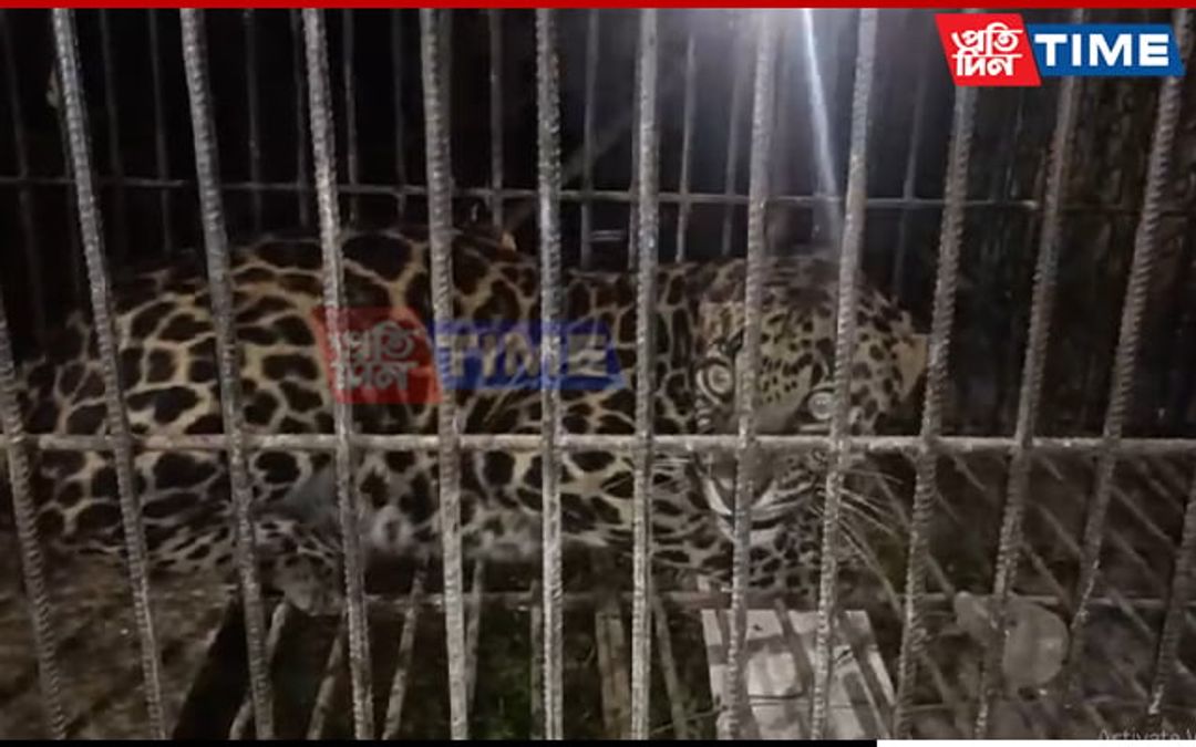 Assam: Leopard Caged After Period Of Terror In Nazira ONGC