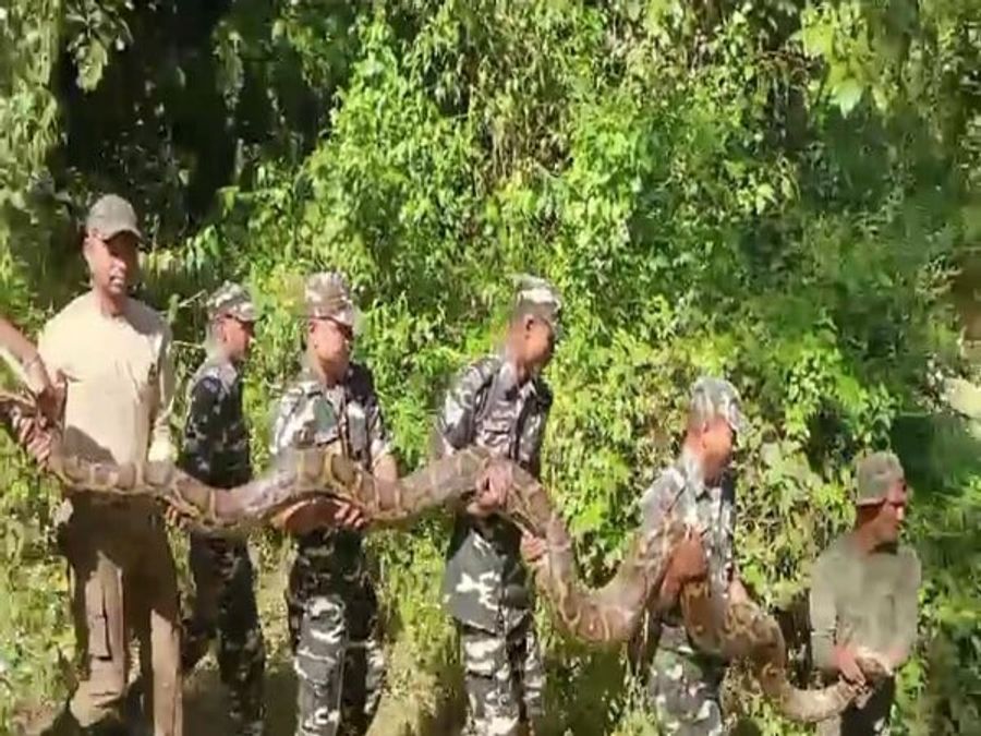 Assam: 100kg Python Rescued In Udalguri; Later Released Into Wild