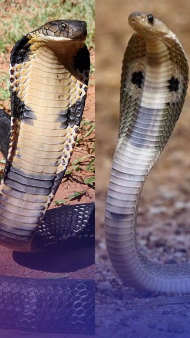 Differences between King Cobra and Indian Cobra
