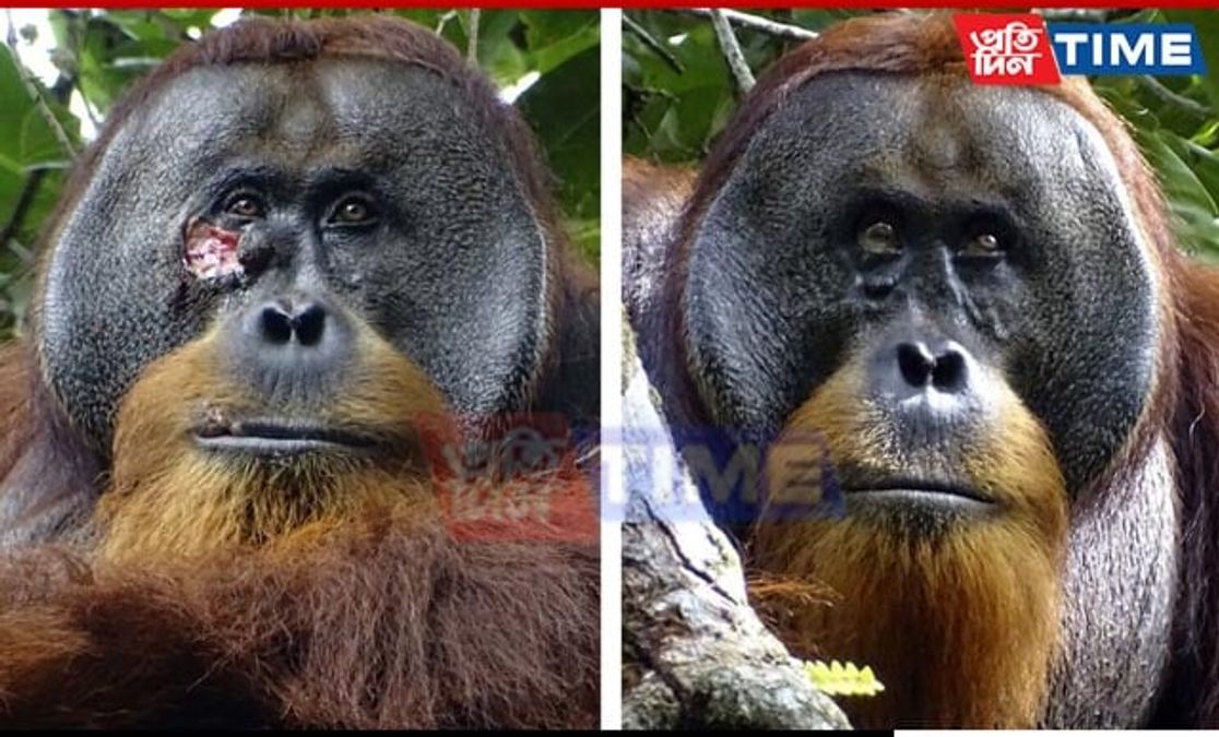 Orangutan's Healing Touch: A Primate Pioneer in Self-Medication!