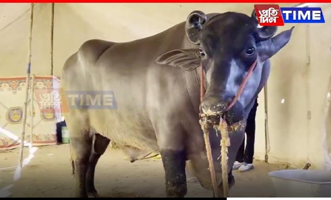 Meet Anmol: India’s Costliest Buffalo Worth Rs 23 Crore